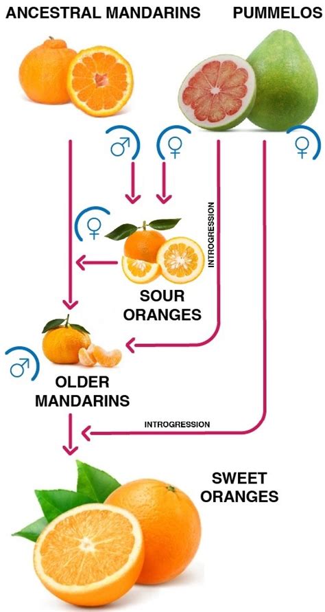 Sweet Orange Evolution Characterization Varieties And Breeding