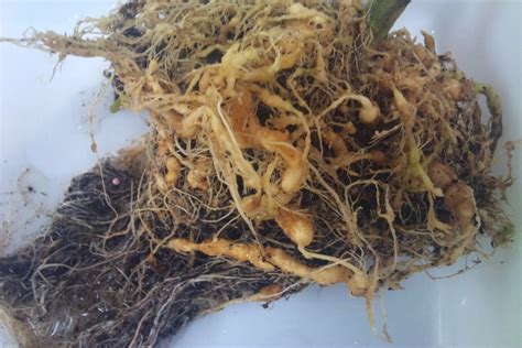 Parasitic Worms Ditch Sex To Become More Efficient Crop Killers