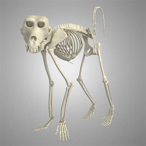 3d Skeleton Monkey Model