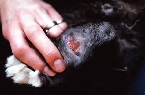 Health Guide Rat Pododermatitis Sixfasr