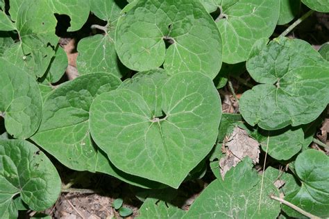 Asarum Canadense Wild Ginger