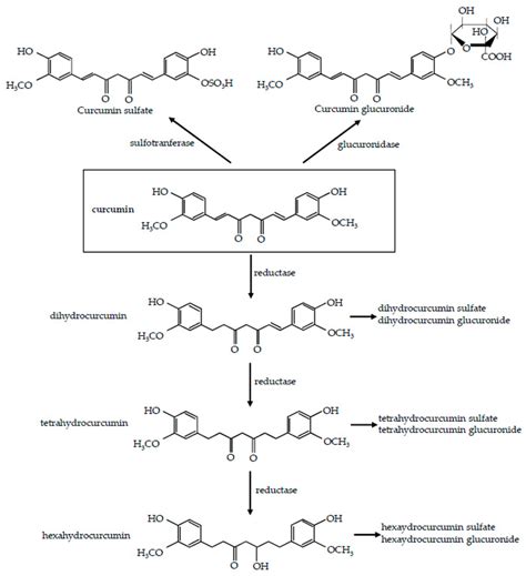 Metabolism Of Curcumin Reduction Pathway And The Two Main Conjugation