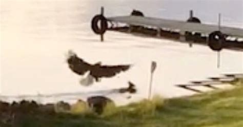 Woman Captures Video Of Bald Eagle Killing Deer Fawn