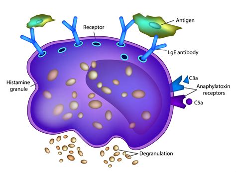 Mast Cell Activation Syndrome Resource Page