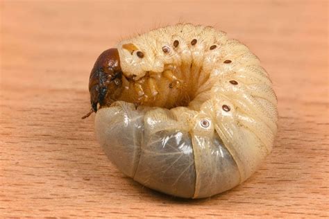 How To Take Out A Grub Screw Free Word Template