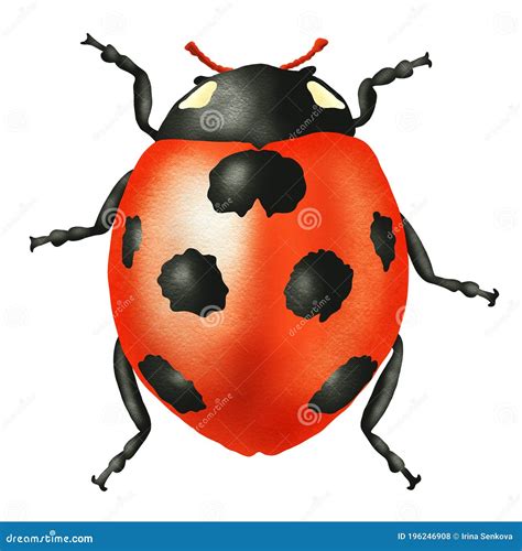 Ladybug Realistic Cartoon Icon Vector Illustration