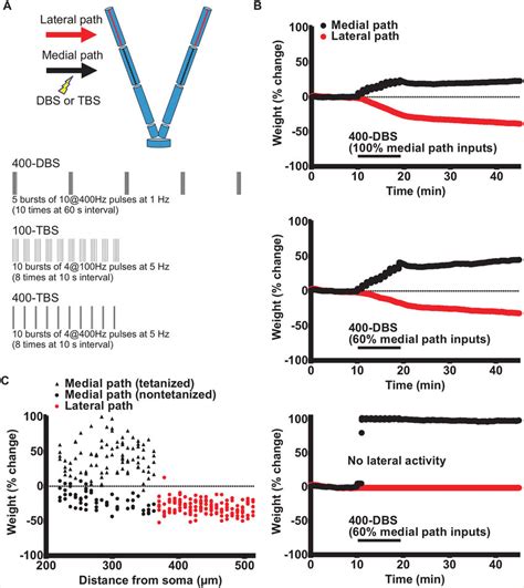Biophysically Realistic Granule Cell Model For Generating Ltp On The