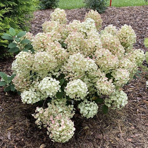 Tiny Quick Fire™ Hydrangea Garden Crossings
