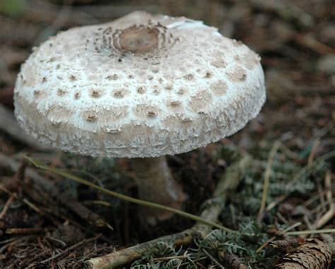 La Coulemelle Ou Lépiote élevée Macrolepiota Procera