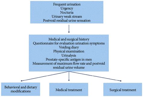 Diagnosis And Treatment Of Voiding Dysfunction Download Scientific