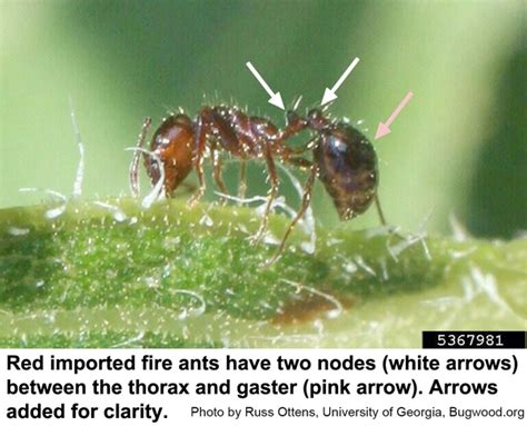 Big Red Ants