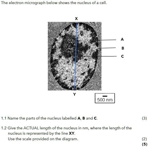 The Electron Micrograph Below Shows The Nucleus Of A Cell 11 Name The Parts Of The Nucleus