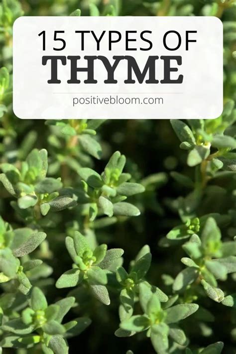 Its Thyme Time 15 Types Of Thyme To Spruce Up Your Garden Video