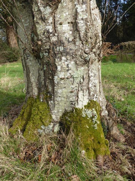 Alder Tree Bark Identification 12 Species Of Alder Trees For Your Yard