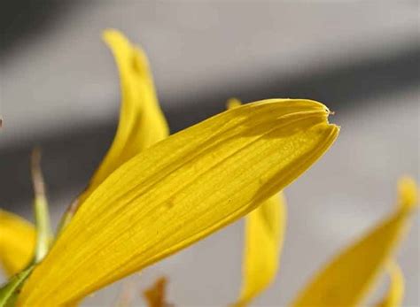 Le Capitule Du Tournesol La Fleur Soleil Zoom Nature