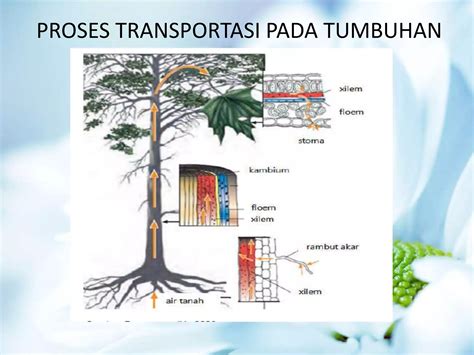 Sistem Transportasi Pada Tumbuhan Pptx