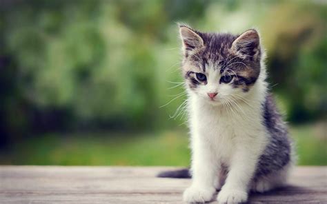 Kittens Hd Wallpapers Wallpaper Cave