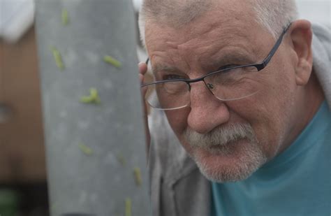 Concern Over Thousands Of Ash Sawfly Larvae Infesting Trees In Twinbrook