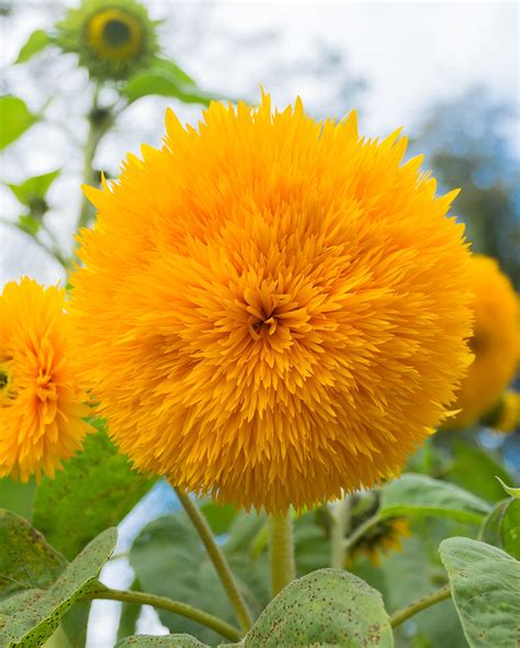 The Prettiest Flowers In The World — Most Beautiful Flowers