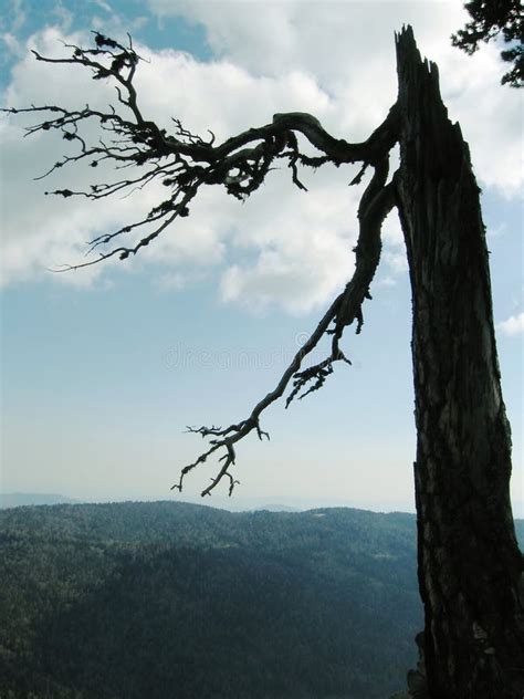 Old Pine Picture Image 1560878