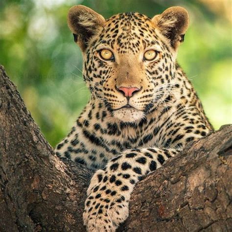 Leopard On A Tree Branch