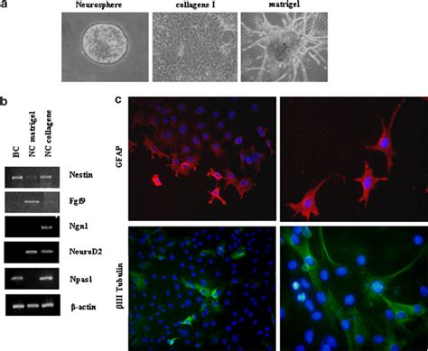 Rlscs Differentiate Toward The Neuro Ectodermal Cell Lineages A