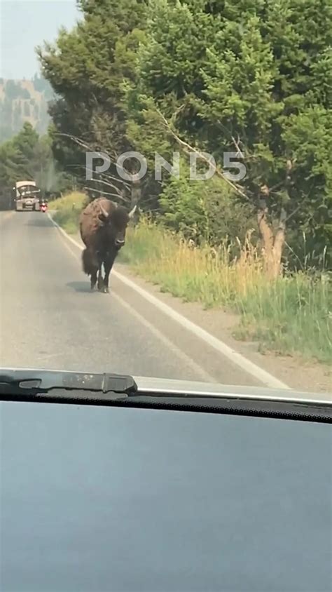 Of Course Bison