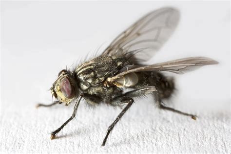 Premium Photo Housefly Musca Domestica A Photo Of An Ordinary