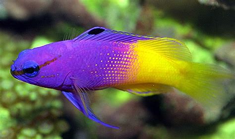Shop — Aquatics Unlimited