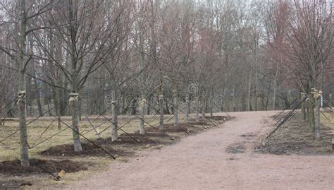 Two Rows Of Trees Planted In The City Park Stock Image Image Of