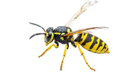 Identifying Wasps