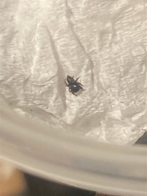 Updates For You Insect Nerds