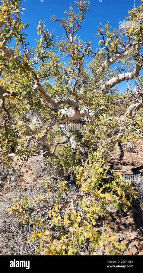 Baja Elephant Tree Pachycormus Discolor Plantae Ensenada Mx Bn Mx