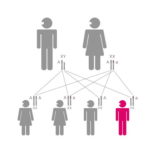 X Linked Recessive Inheritance Health In Code