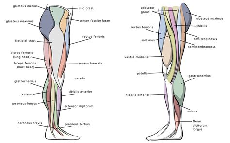 Human Leg Side View