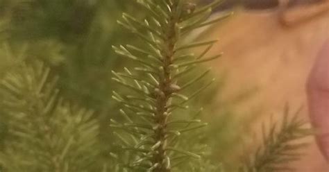 What Species Of Spruce Picea Spp Is This Grown In Northern Michigan