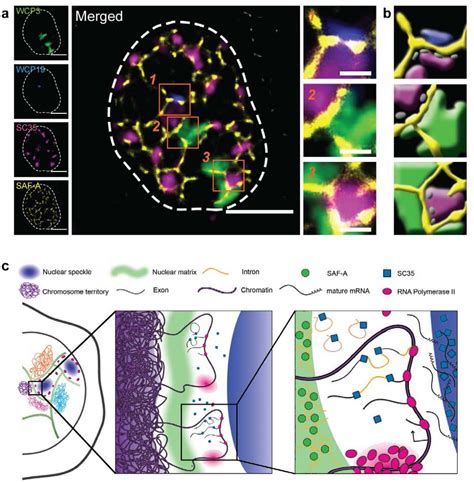 Nuclear Matrix With Proteins