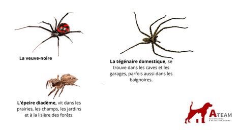 Gardez Votre Foyer Serein Contrôlez Les Araignées Avec Laide Da