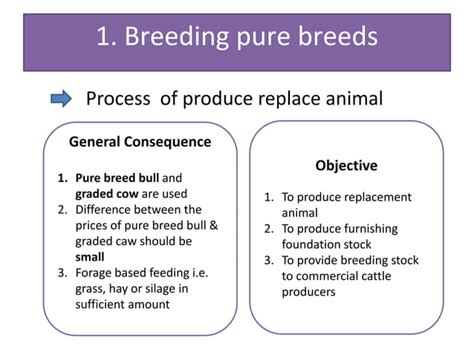 Beef Production System Pptx