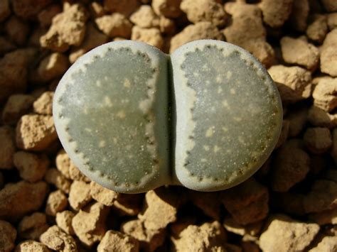 Mis Lithops