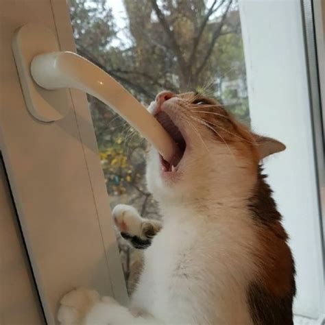 Stream Xxxtentacion Brat Bug Sample By Nexus Fucknexus Listen