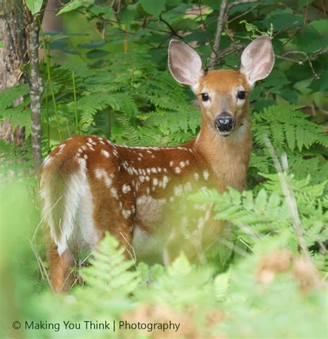 Michigan State Game Animal White Tailed Deer