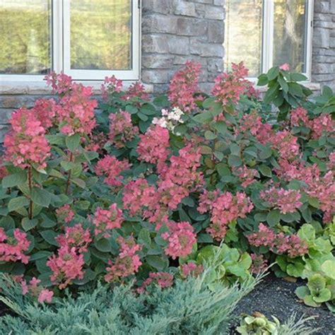 Hydrangea Pink Diamond Knippel Garden Centre