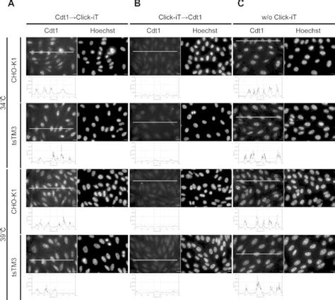 Analysis Of A Temperature Sensitive Mutation In Uba1 Effects Of The