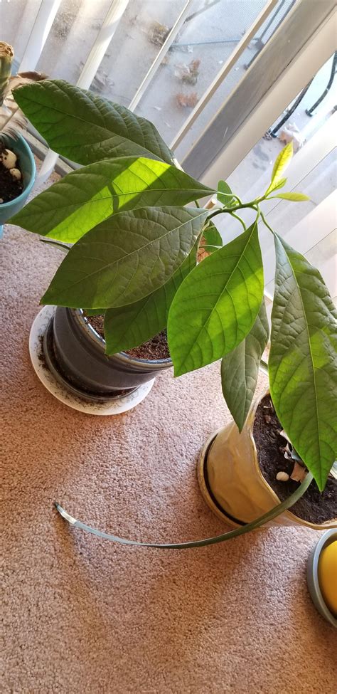 My Tree Which I Grew From Seed It S About 1 5 Years Old R Houseplants