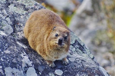 Rock Hyrax Procavia Capensis Kruger National Park South Flickr