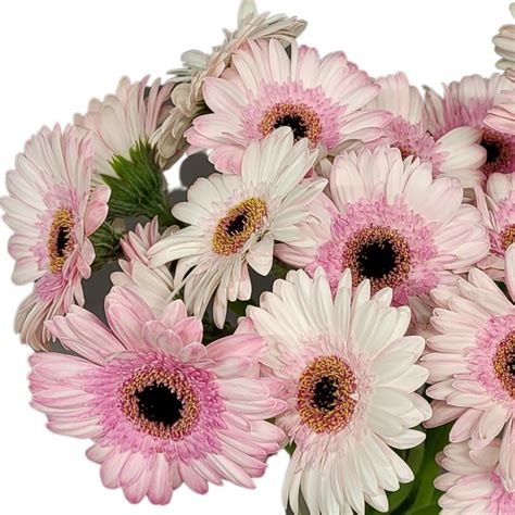 Gerbera Mini Maldini Water