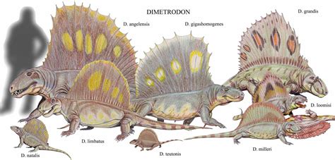 Dimetrodon Fossils For Sale