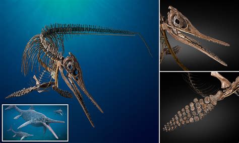 Shonisaurus Fossil
