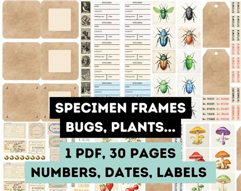 Specimen Frame Entomology Specimen Bug Specimen Mashroom Etsy